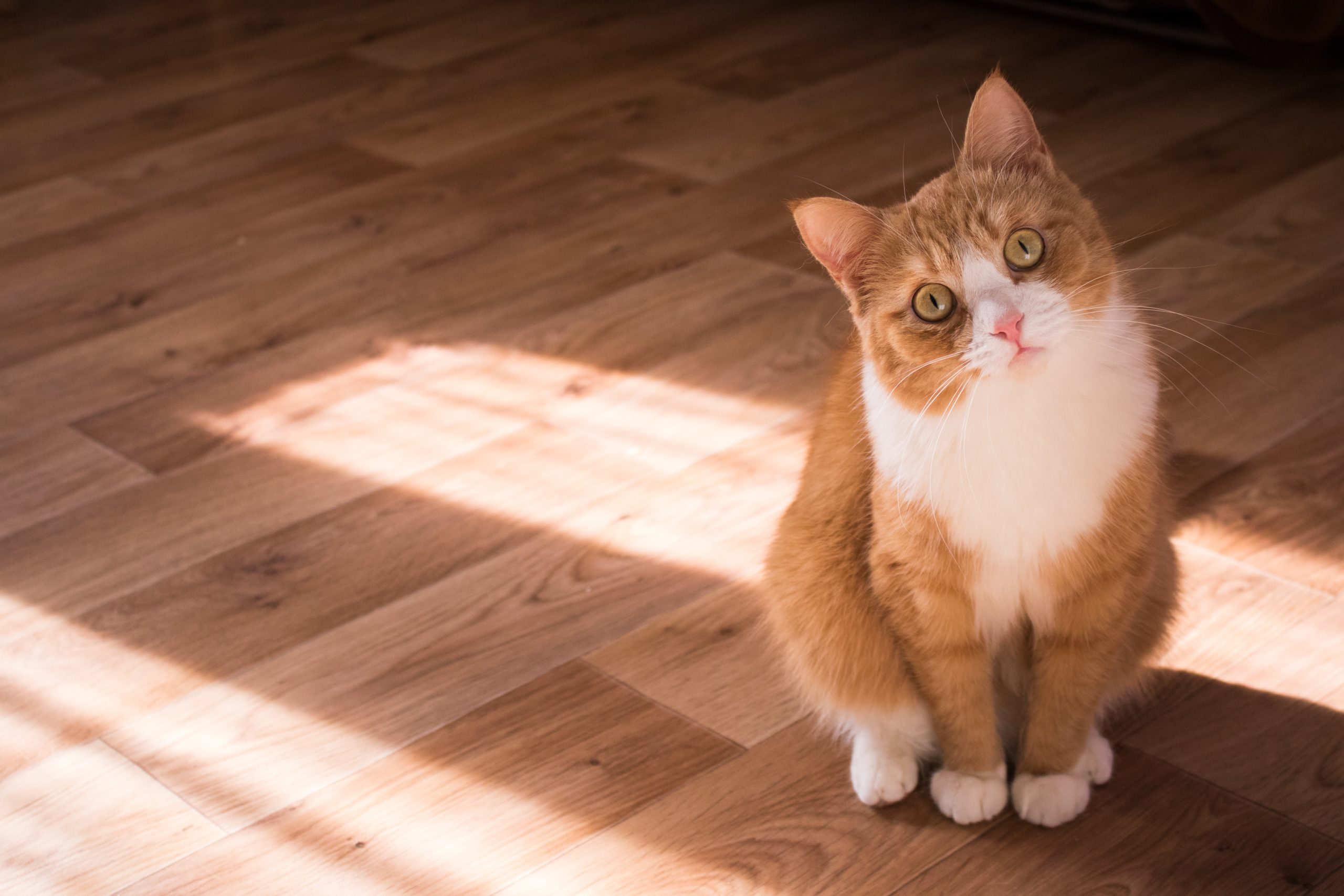 9 Things Your Cat Loves the most - ipetslover Pet lovers