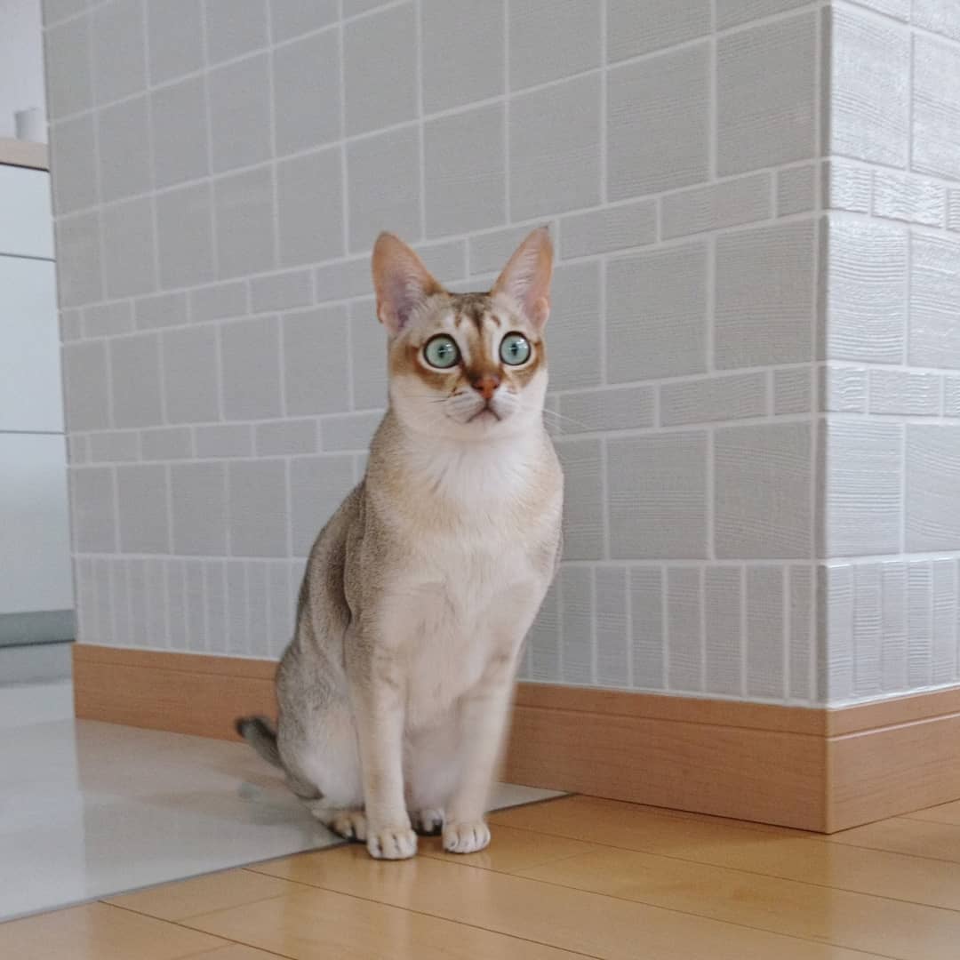 The top 9 Intelligent Cat Breeds - Pet lovers -ipetslover-