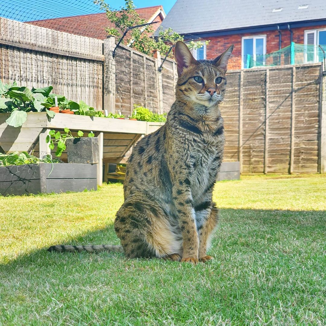 The top 9 Intelligent Cat Breeds - Pet lovers -ipetslover-