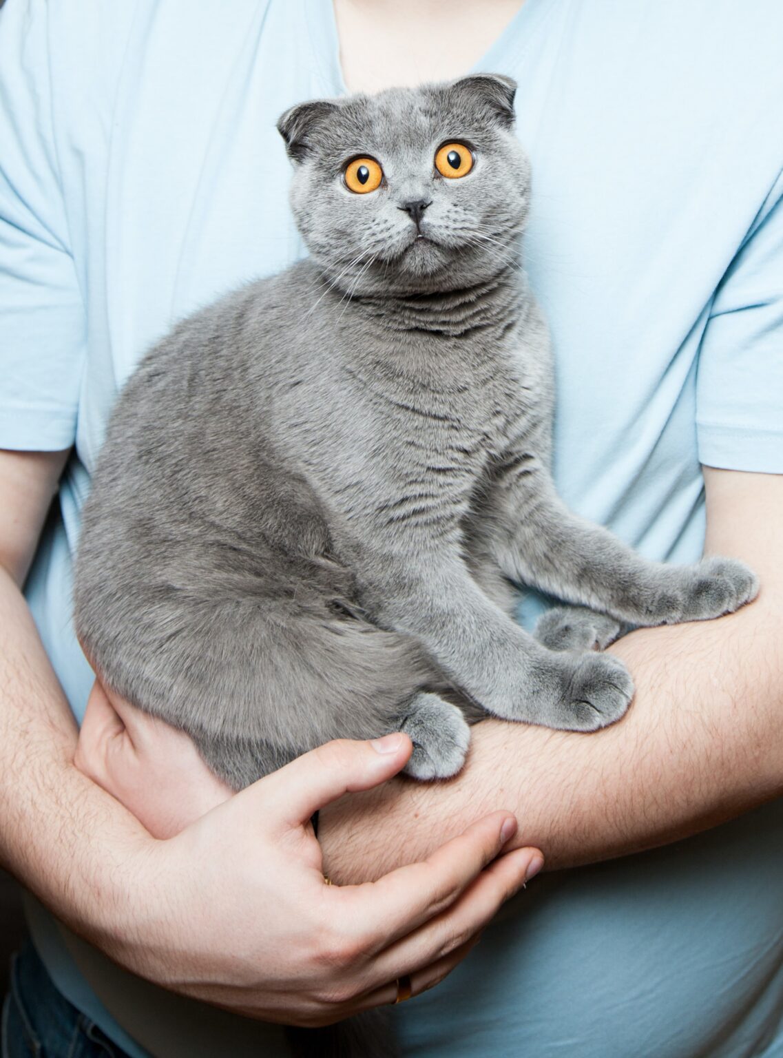 7 Benefits of raising cats - Pet lovers | - ipetslover