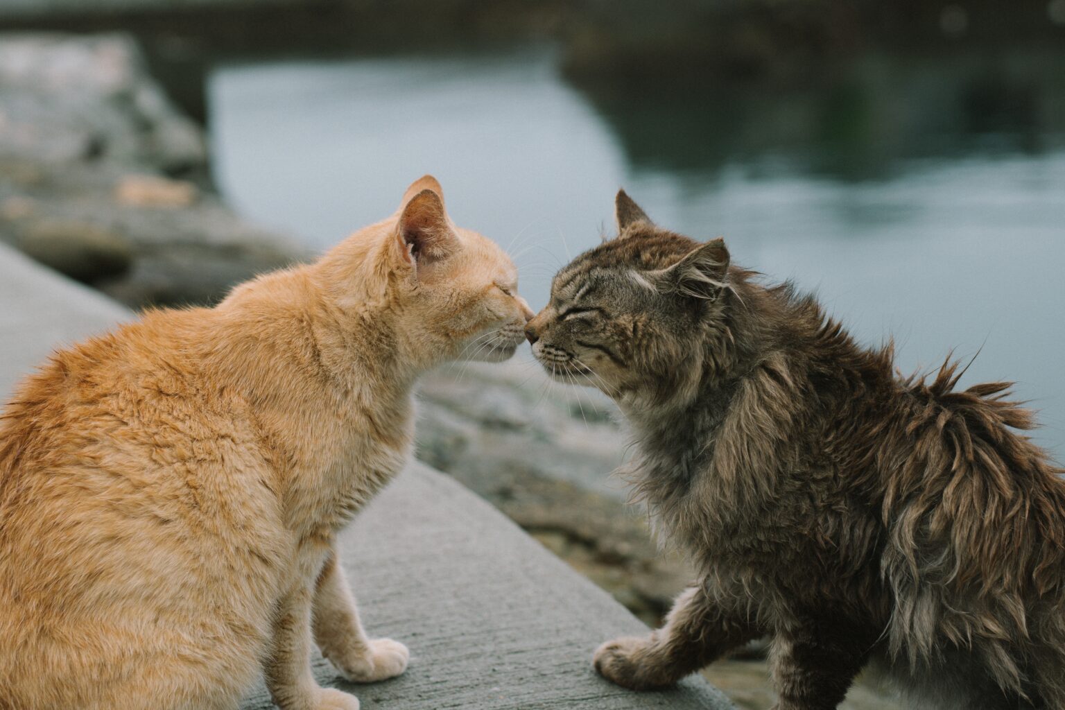 6 Things You Should know before raising cats at home - Pet lovers