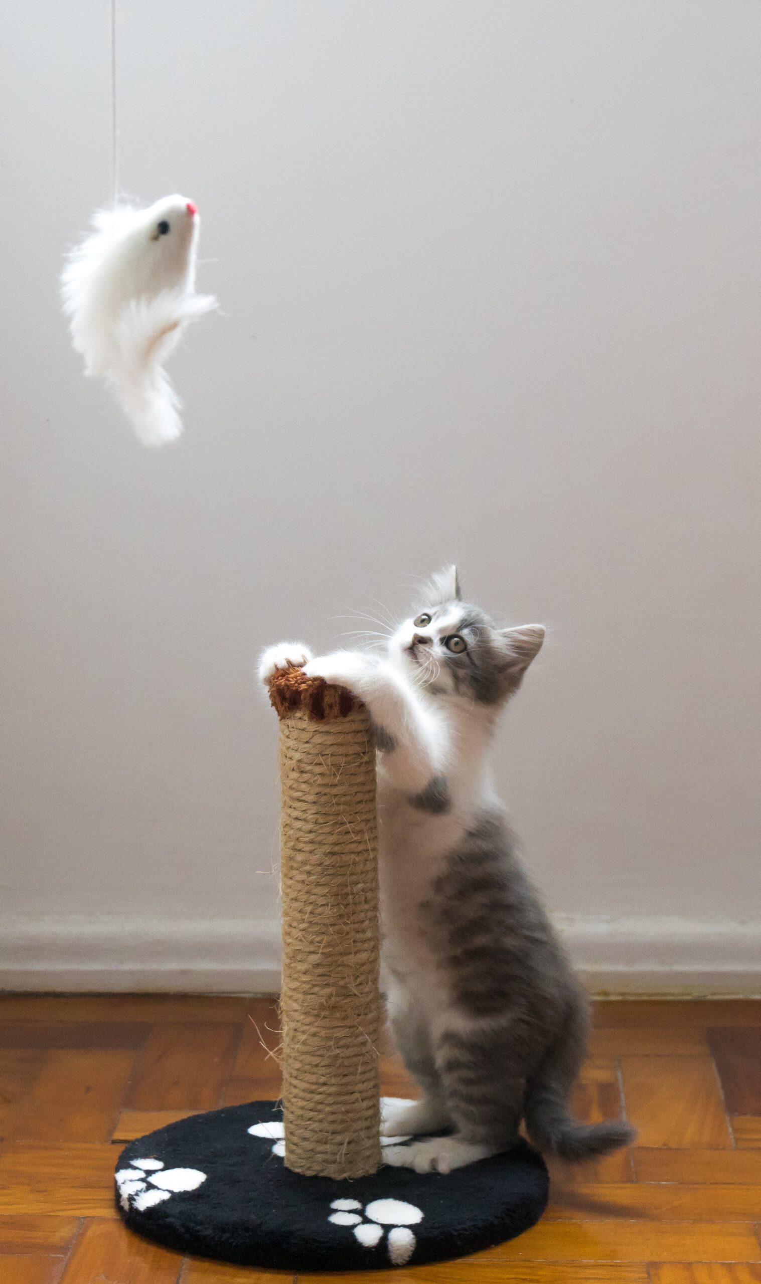 6 Things You Should know before raising cats at home - Pet lovers