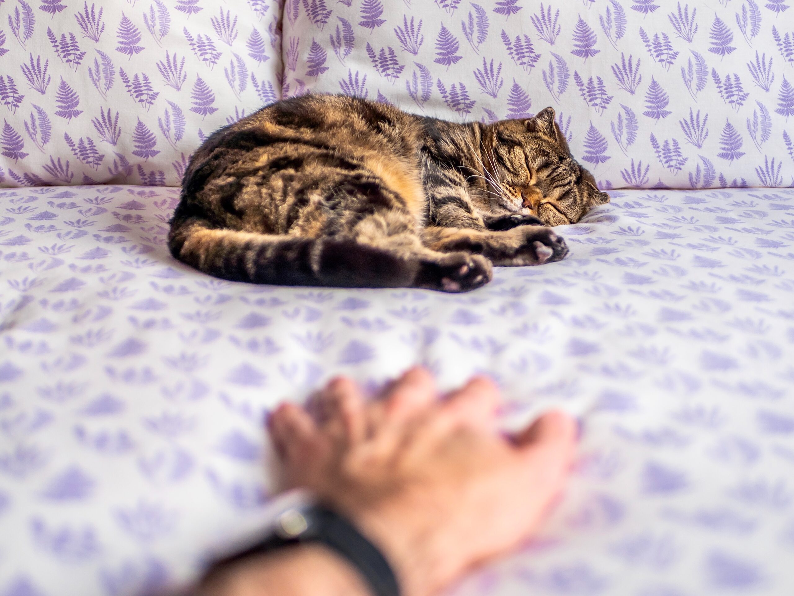 how to make my cat sleep at night? - Pet lovers |-ipetslover-
