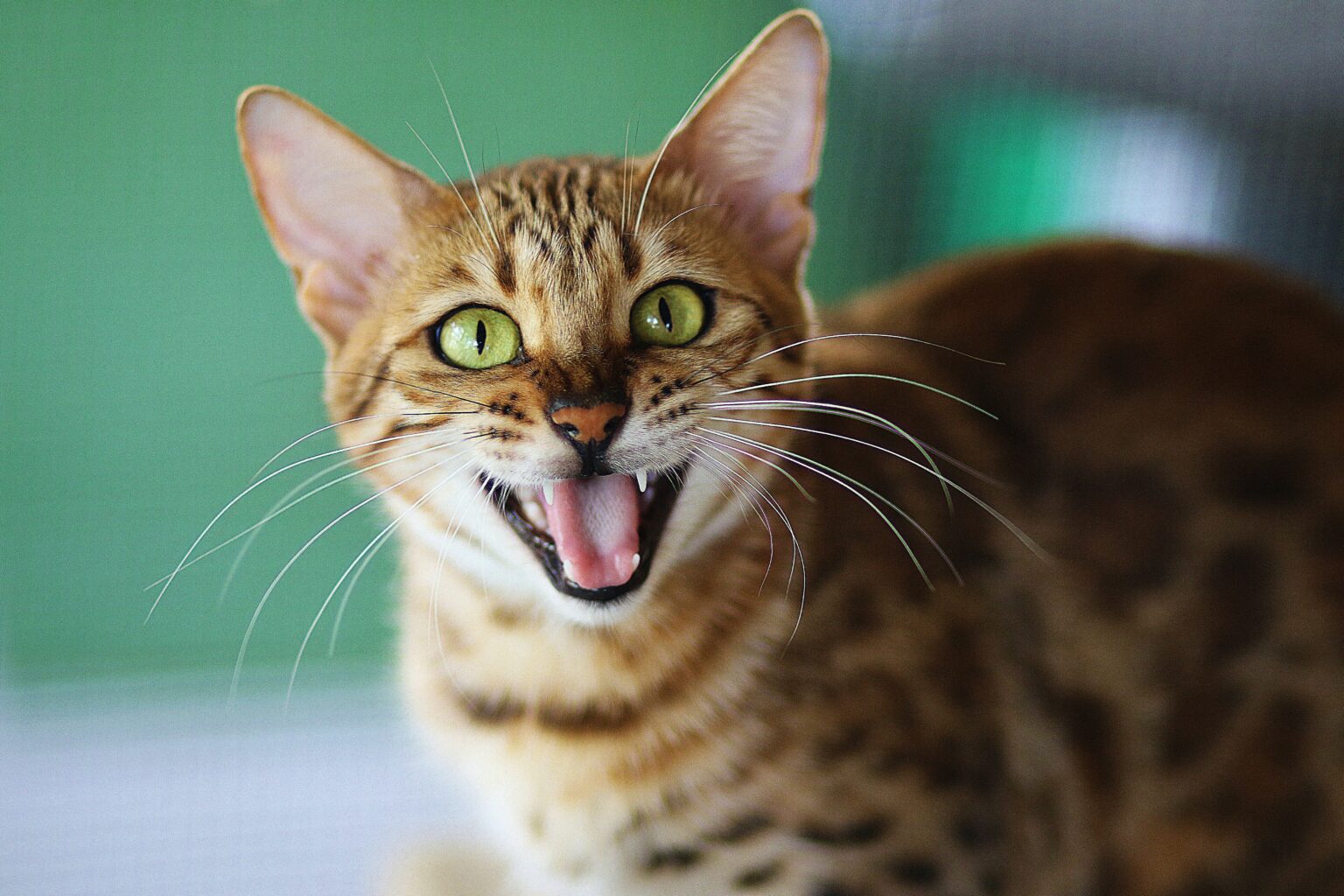 How do I make my cat happy: signs of happiness in cats - Pet lovers